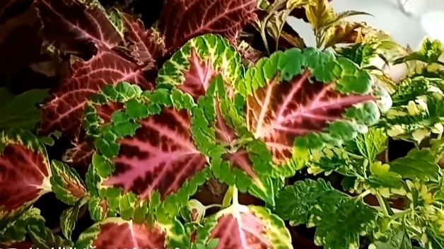 Колеусы шикарны даже в зимний период.