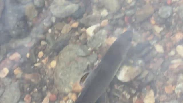 Рыбалка 2017 Хахалевка-Вороговка. Трейлер к фильму.