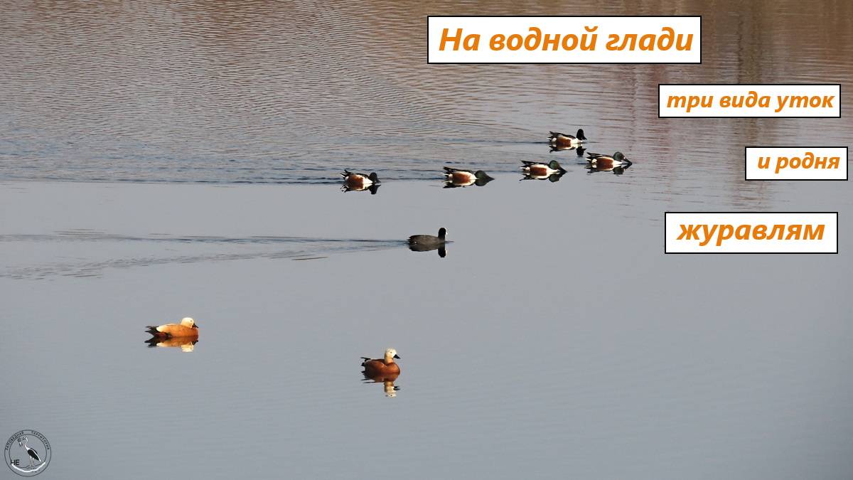 Огари, широконоски, свиязи и лысухи на одном пруду. Три вида уток и родня журавлям в апреле 2025