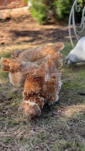 Я нашла самый экологичный способ избавиться от слизней 😍 Смотрите видео