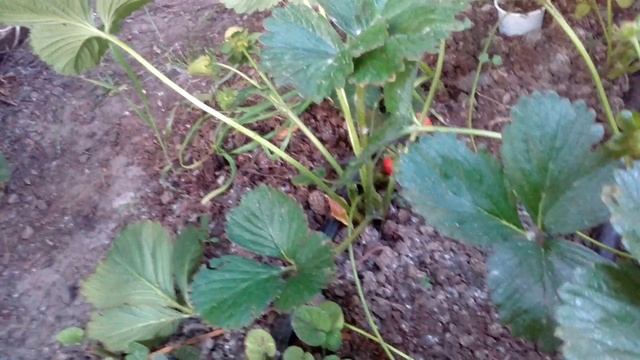 Клубника Монтерей плодоношение!!!