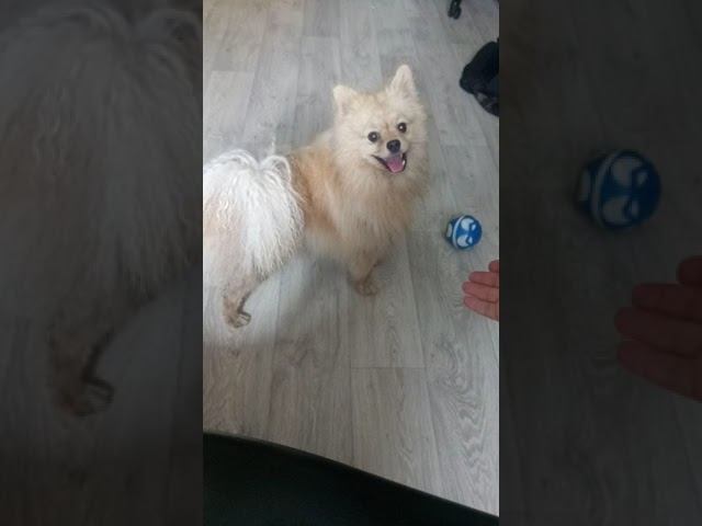 #Шпиц жадина #shorts German Pomeranian puppy