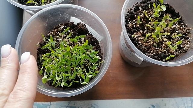 Всходы укропа