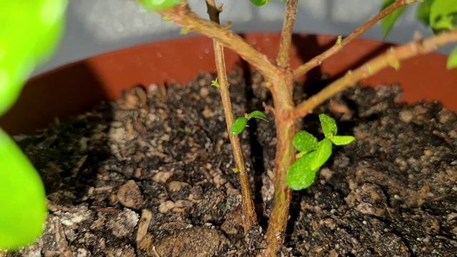 Зеленый крупнолист. 17