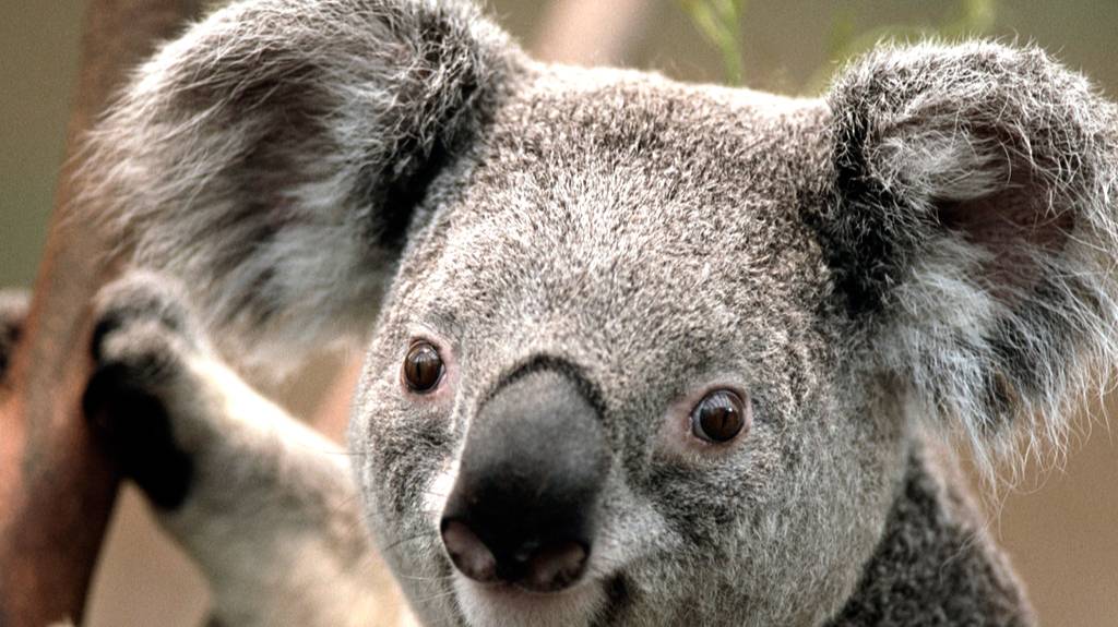 живая природа