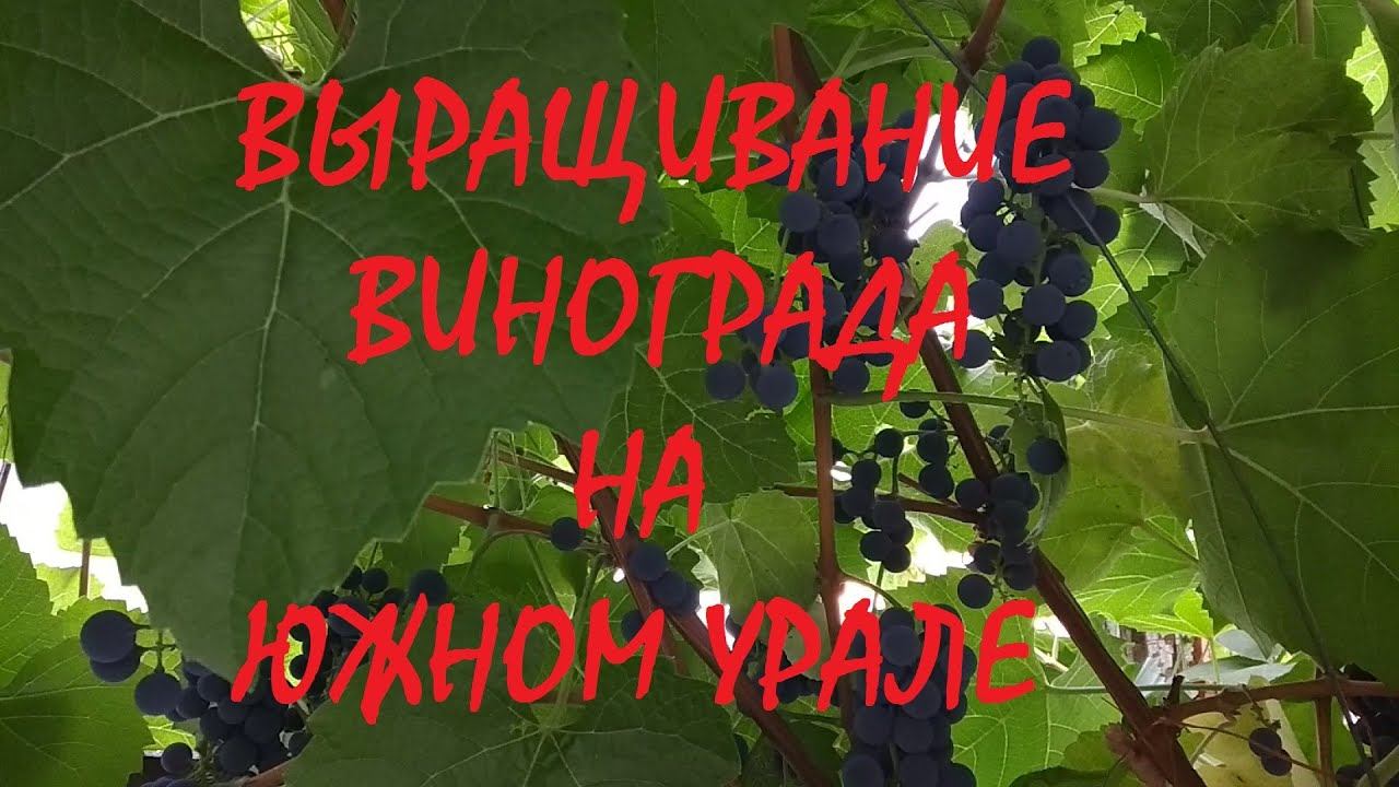 ВЫРАЩИВАНИЕ ВИНОГРАДА НА ЮЖНОМ УРАЛЕ