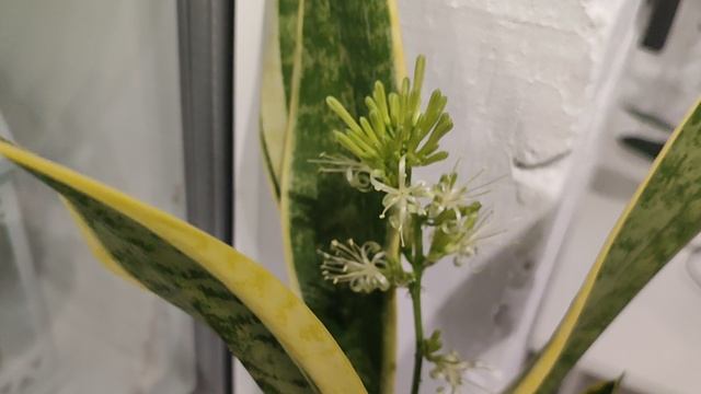 Когда цветёт Щучий хвост. В саду у Светланы.