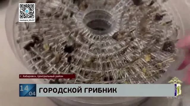 Сотрудники полиции пресекли деятельность местного жителя, выращивающего галлюциногенные грибы