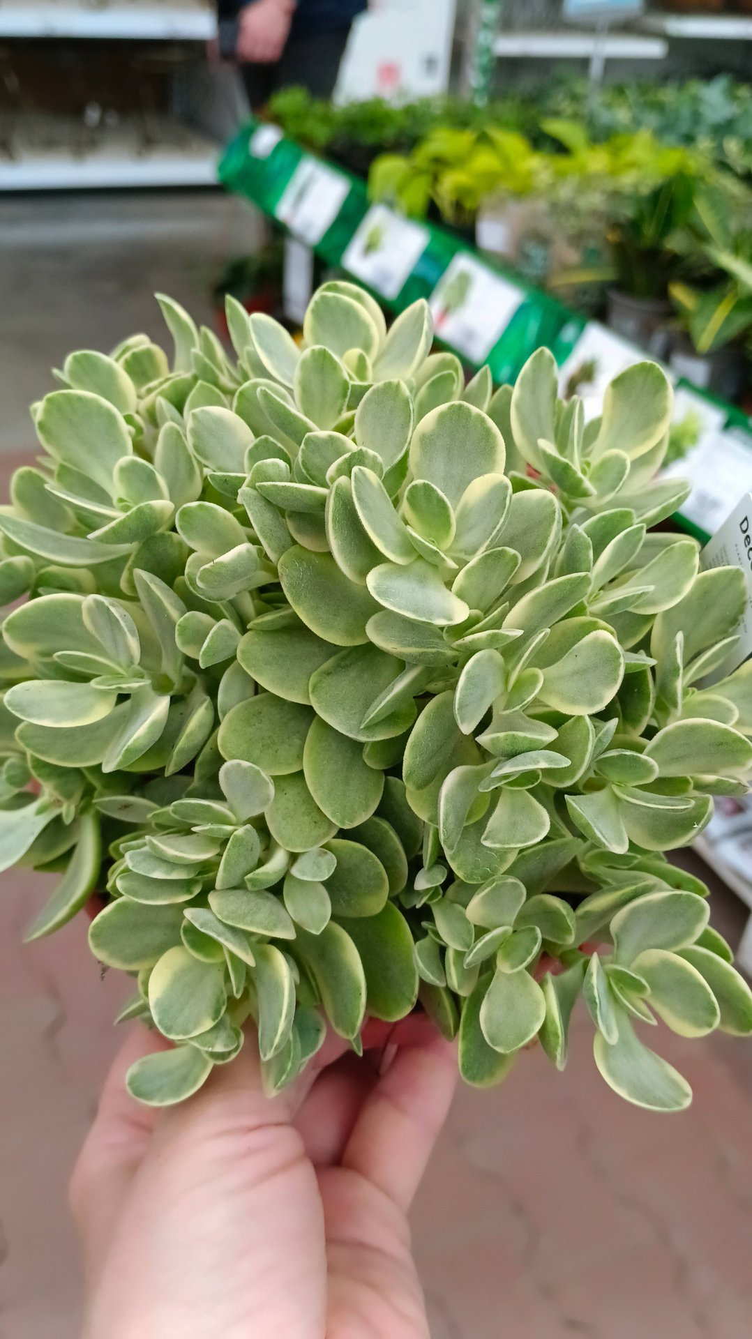 #shorts #топыкатегорий 🌸🌿цветы в Бауцентре🌸апрель 2025