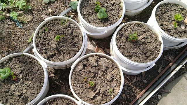 Чистим клубнику!!!