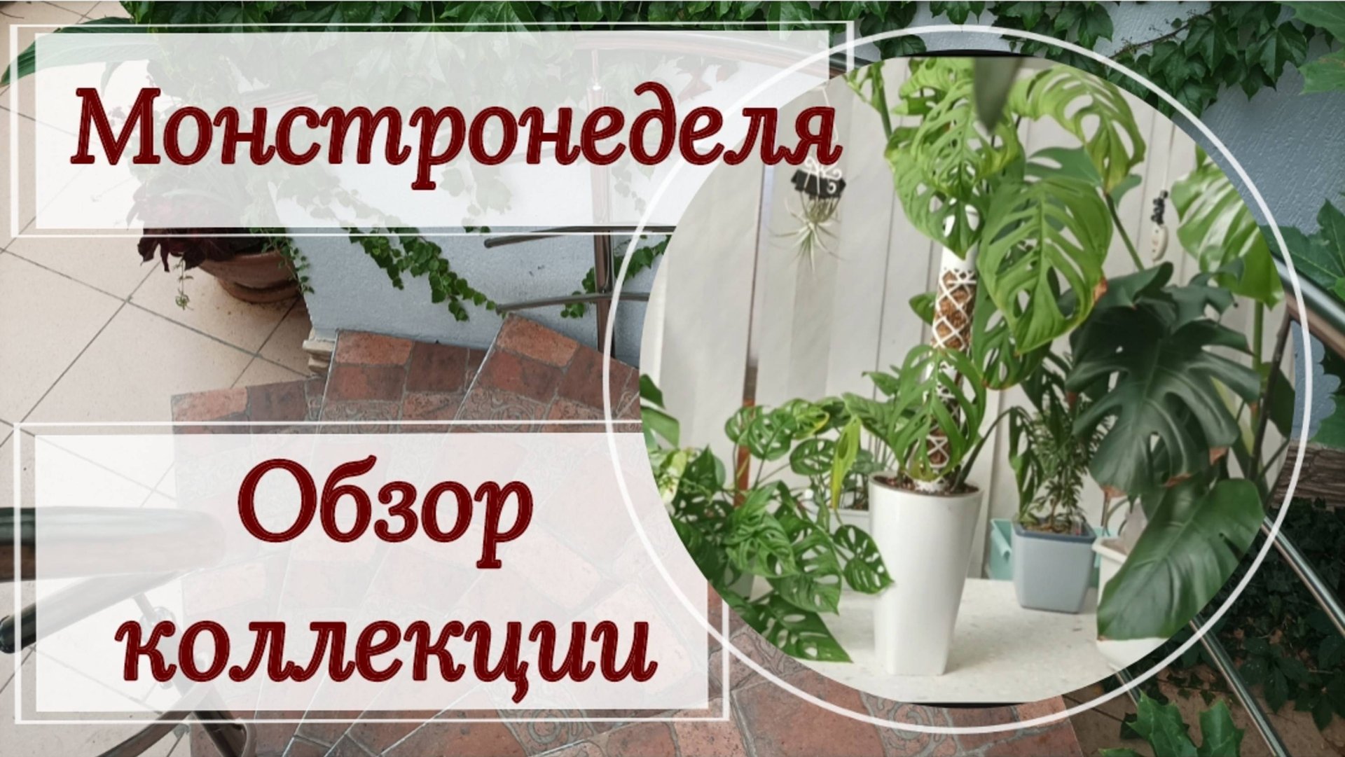 Монстронеделя. Обзор коллекции.