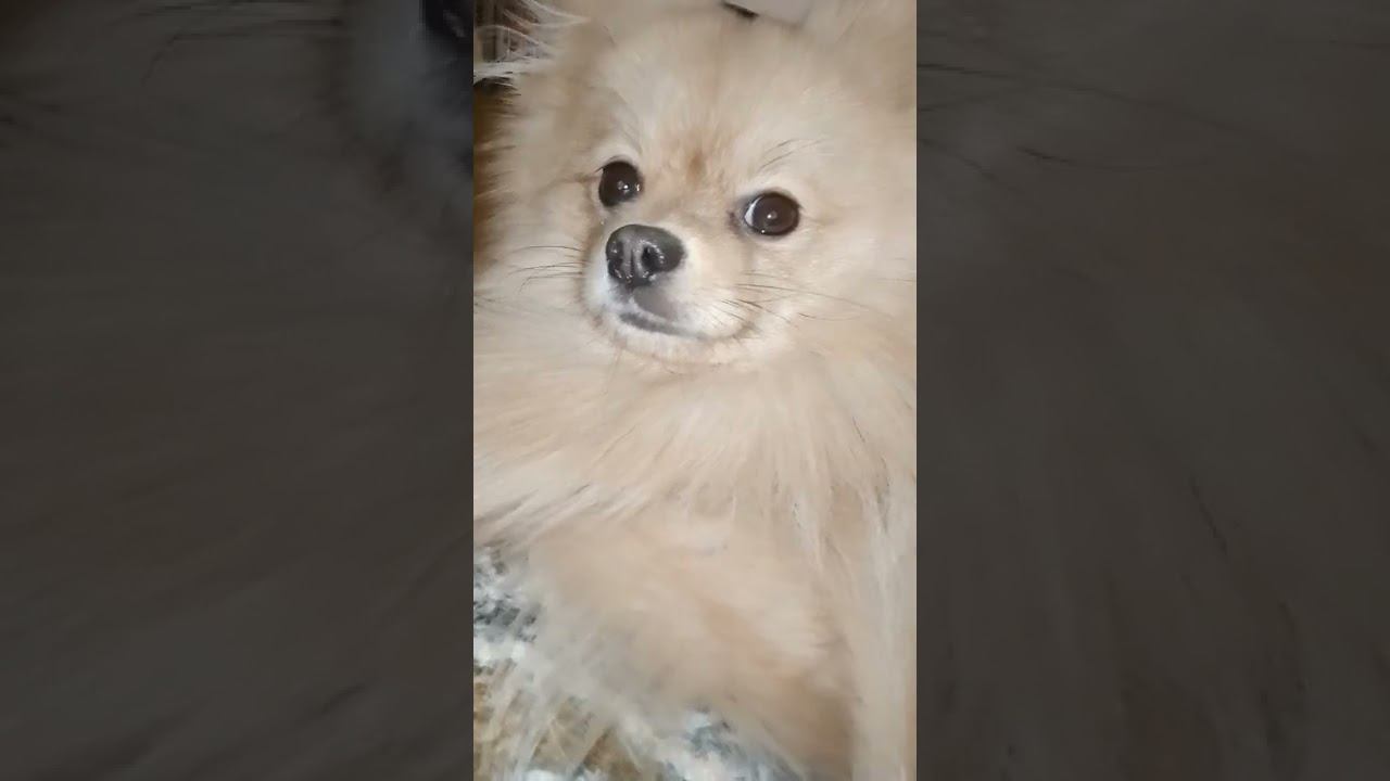 Шпиц Тэдди просит прощения