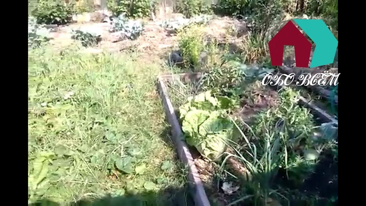 ВЫРАЩИВАНИЕ ПЕКИНСКОЙ КАПУСТЫ НА УРАЛЕ