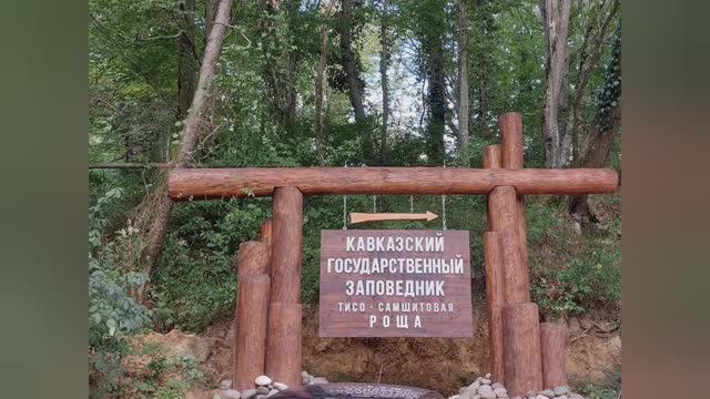 Малое кольцо Тисо-самшитовой рощи доступно всем.