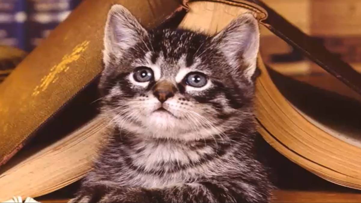 Кусочно заданная функция 3