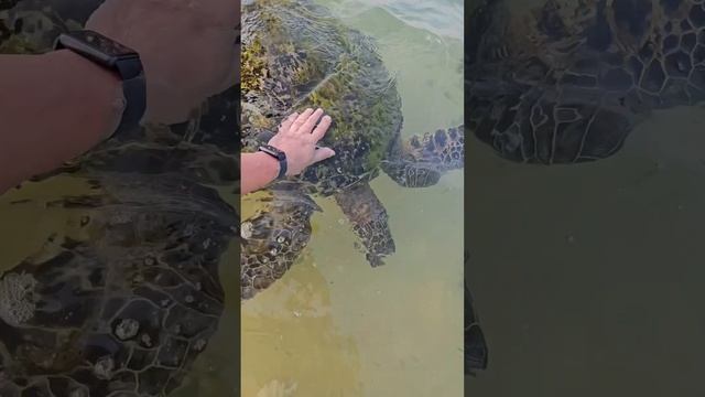 Покормили черепах на Шри-Ланке