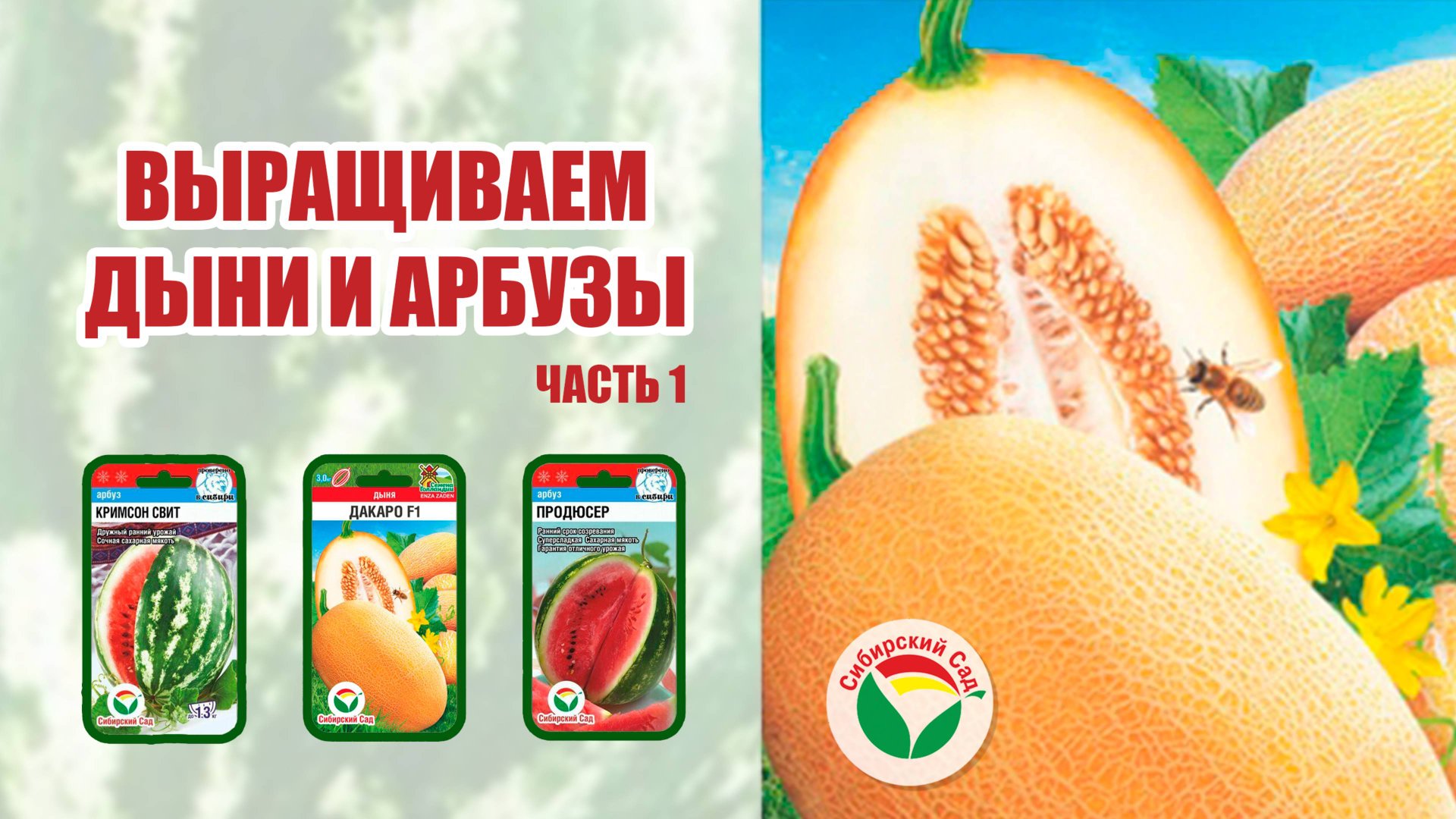 Выращиваем дыню и арбуз. Часть1