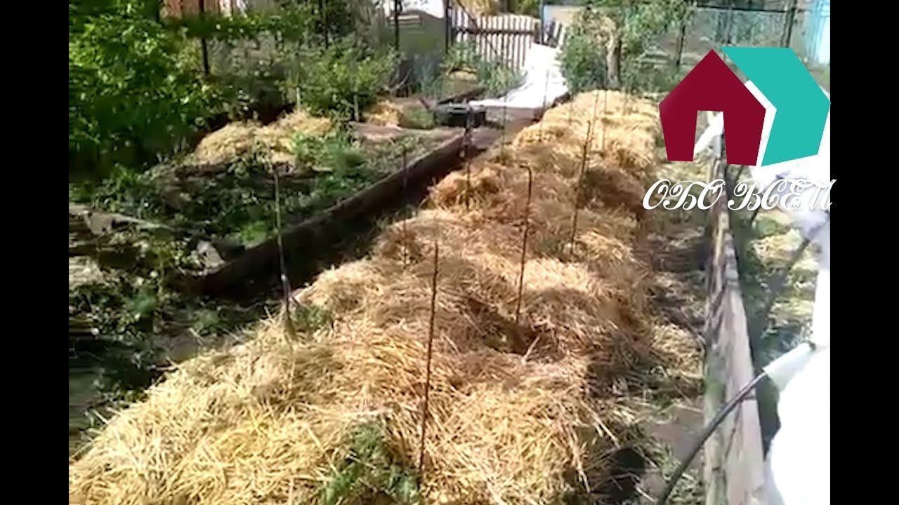 ПРИРОДНОЕ ЗЕМЛЕДЕЛИЕ. СГОРЕЛИ ПОМИДОРЫ