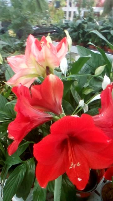 Гиппеаструмы - буйство красок _20250416_153807