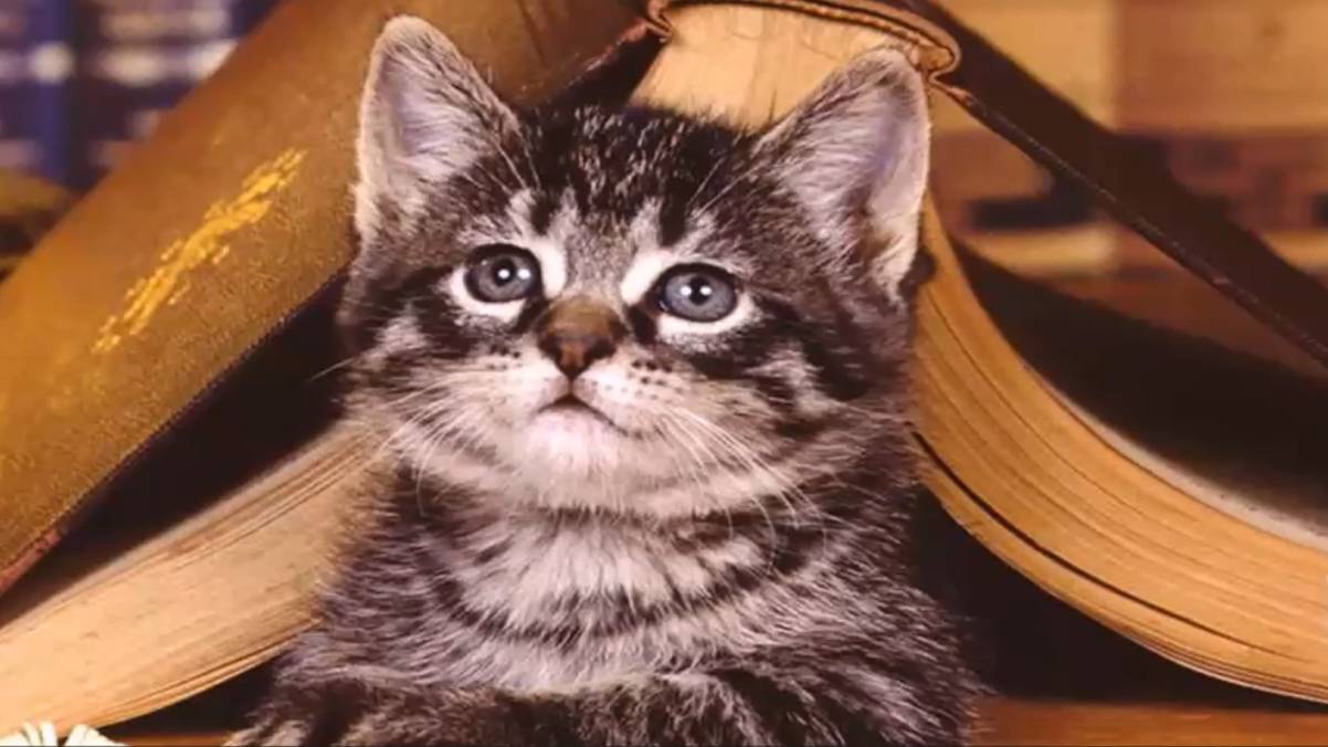 Разбор варианта (2 часть). Неравенства, задачи.