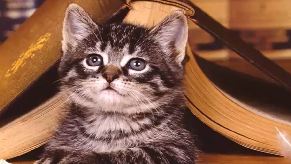 Разбор варианта (полный объём)