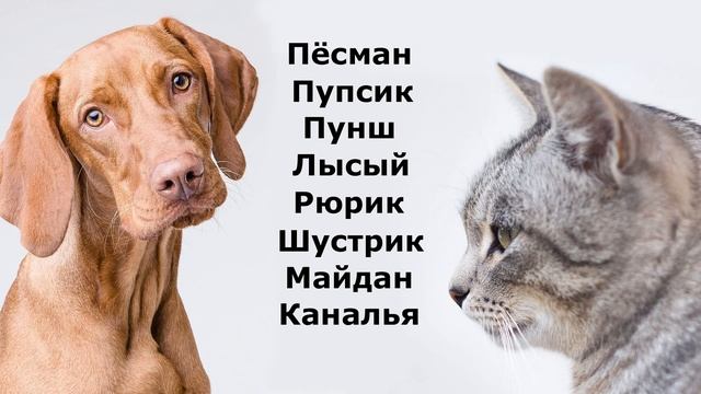 Смешные клички для домашних питомцев