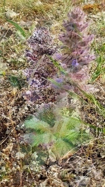 Что за растение я обнаружила в Новом Свете? Апрель.