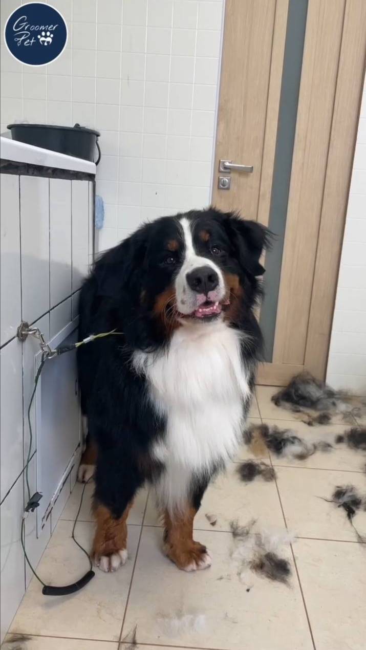 Зенненхунд на первой процедуре в ﻿@groomerpet.ru﻿ 

#зенненхунд #собаки #зоосалон