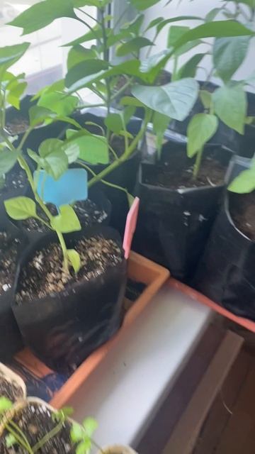 Рассада перца