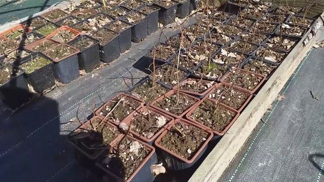 САЖЕНЦЫ ГОРТЕНЗИЙ, красивые сорта! #саженцыгортензий