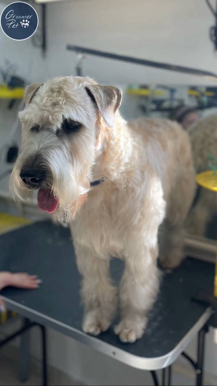 Пшеничный терьер на гигиеническом комплексе в Groomerpet.ru

#собаки #пшеничныйтерьер #стрижкасобак