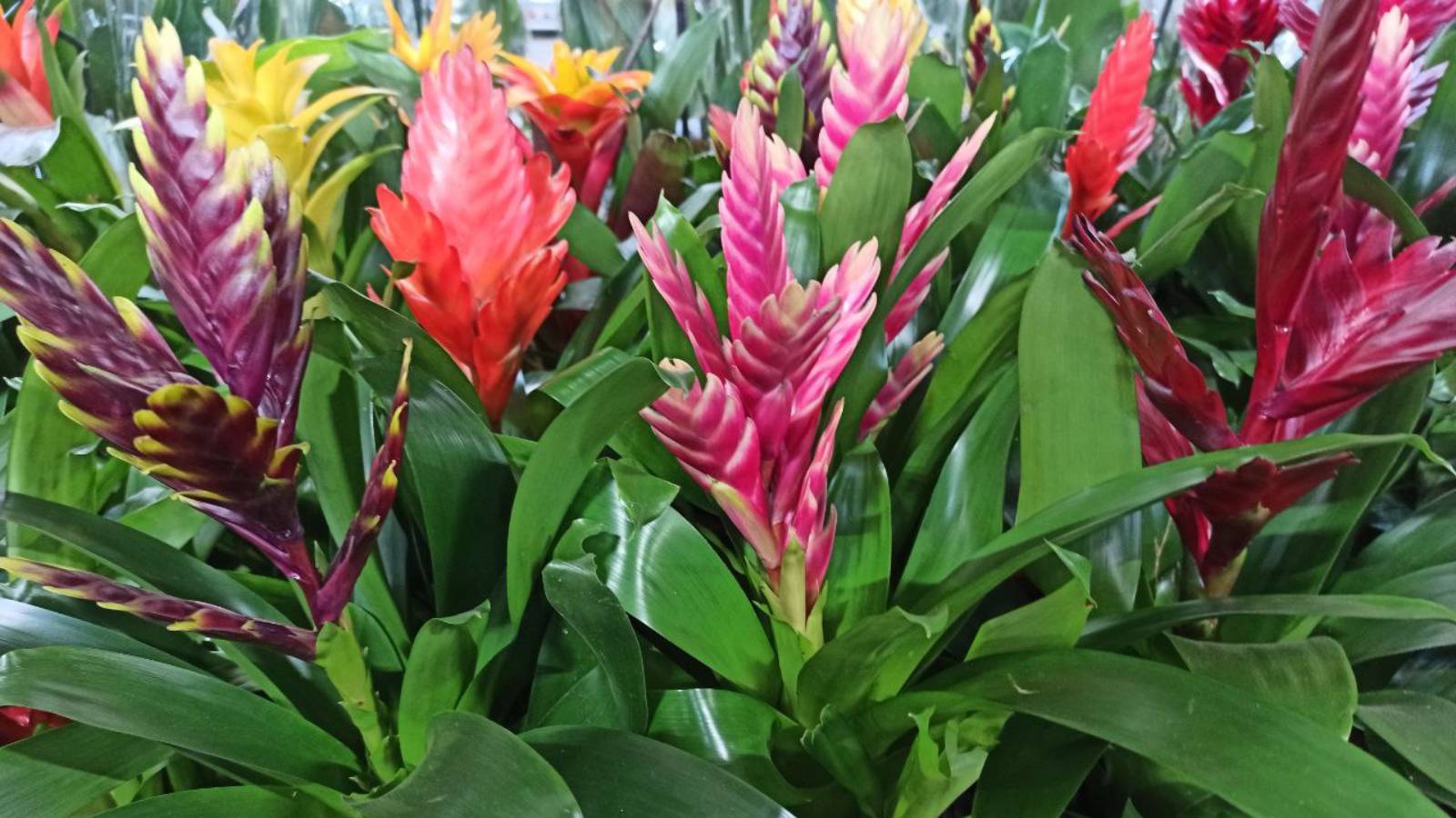 Для настроения — цветочное изобилие