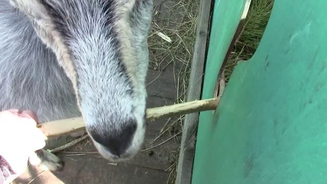 Муромцево 17  апреля 2025г .Козья лакомка...