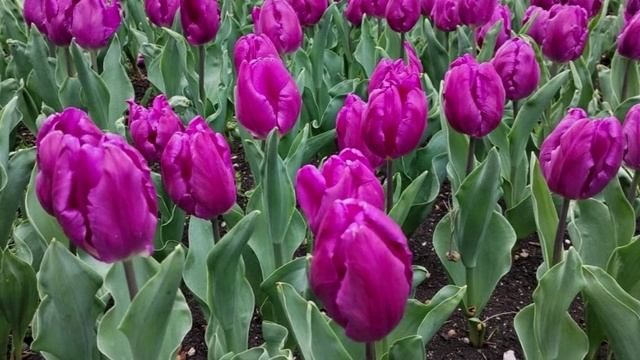 Ялта. Никитский сад. "Вальс тюльпанов". 16.04.2025.