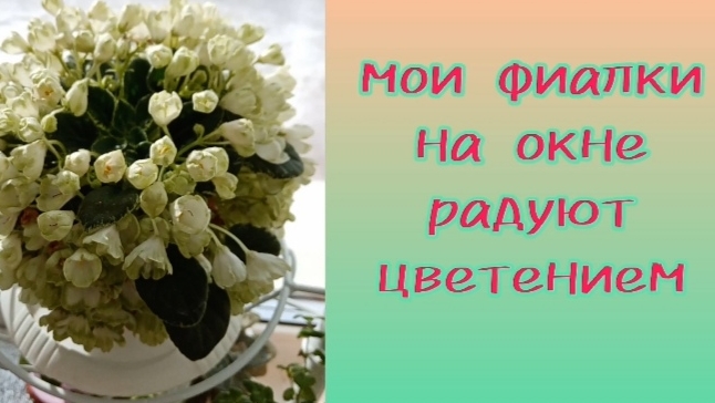 Немного цветущих фиалок из моей коллекции зимой.