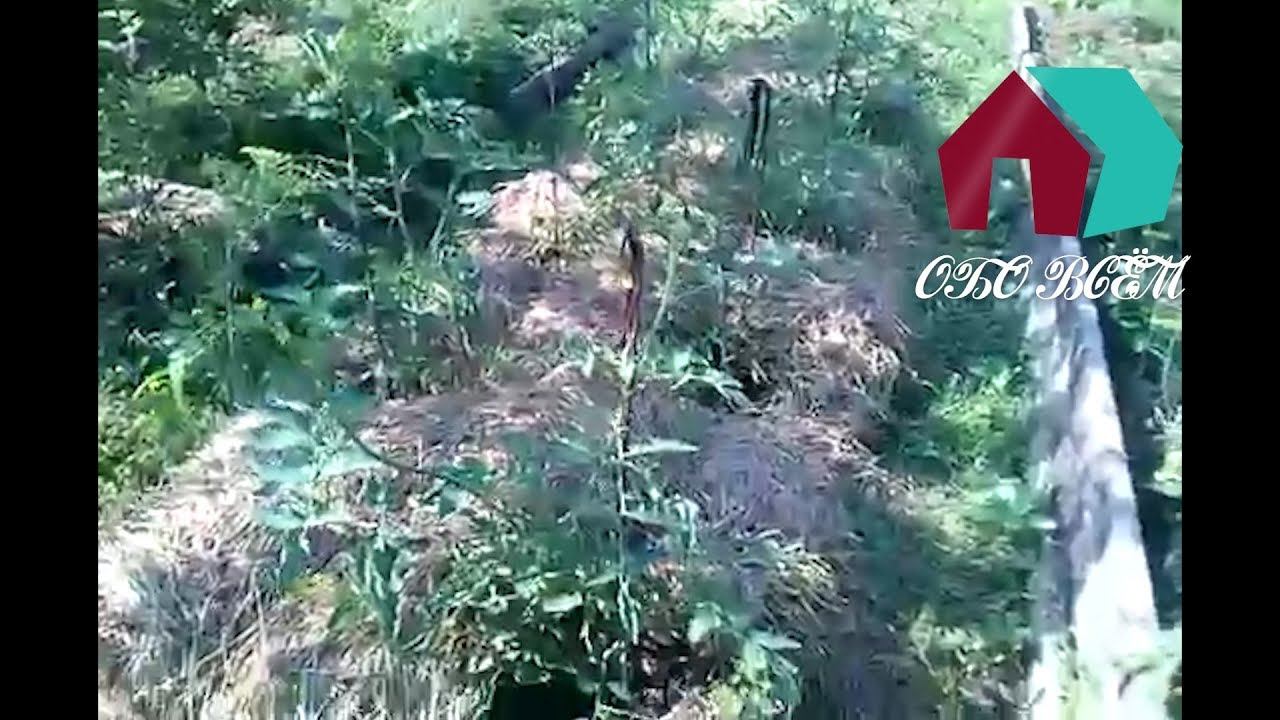 ОТЛИЧИЕ ПОЛИВА ПОМИДОР В ПРИРОДНОМ ЗЕМЛЕДЕЛИИ ОТ ТРАДИЦИОННОГО