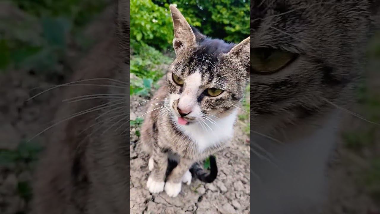 2 бригадира меня контролируют при работе в огороде