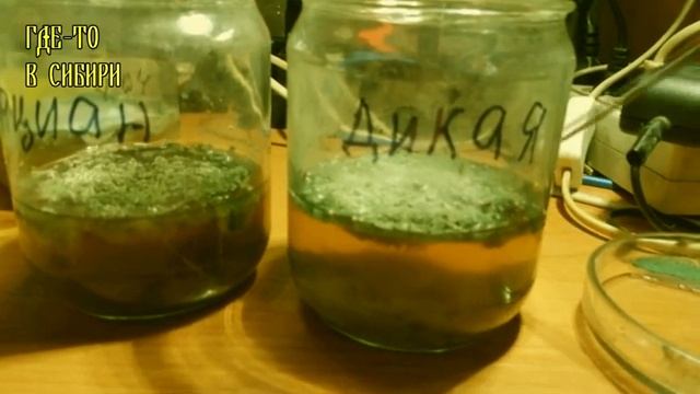 Триходерма Вериде на перловке и жидкой среде.