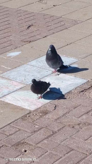 Злой голубь начал бежать за друг в друга 2.