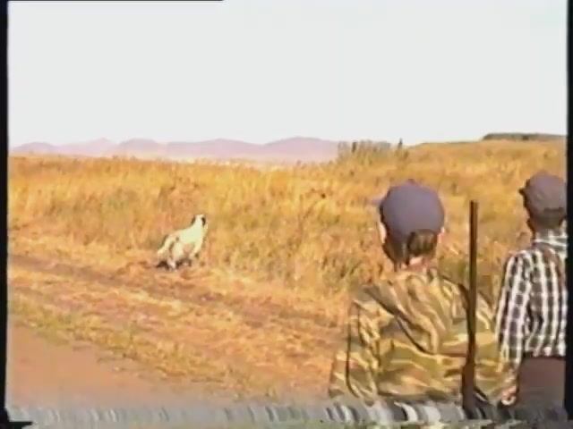 Усть-Абакан. Охоты с легавыми. Классический вариант. 2004г. Фильм.