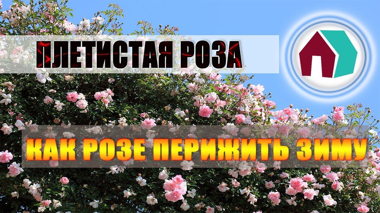 ПЛЕТИСТАЯ РОЗА. ЗИМОВКА НА УРАЛЕ.