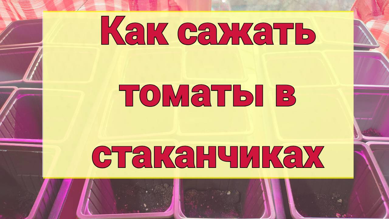 Посадили семена томатов в стаканчики