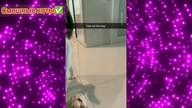 Смешные коты Подборка #45 / Забавные видео про домашних животных/ Смотреть приколы про котиков 2025