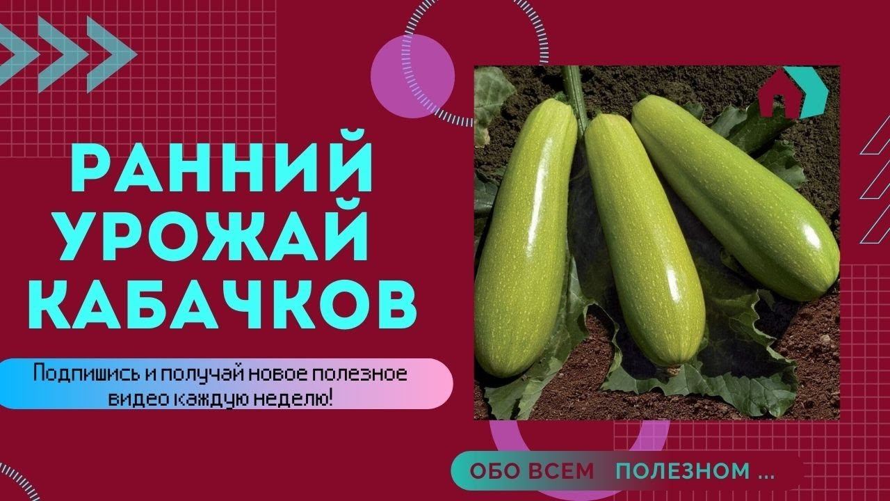КАК СОБРАТЬ РАННИЙ УРОЖАЙ КАБАЧКОВ. СУПЕРСПОСОБ. ЛЕГКИЙ СПОСОБ. ПРИРОДНОЕ ЗЕМЛЕДЕЛИЕ. ЛЕНИВЫЙ ОГОРОД