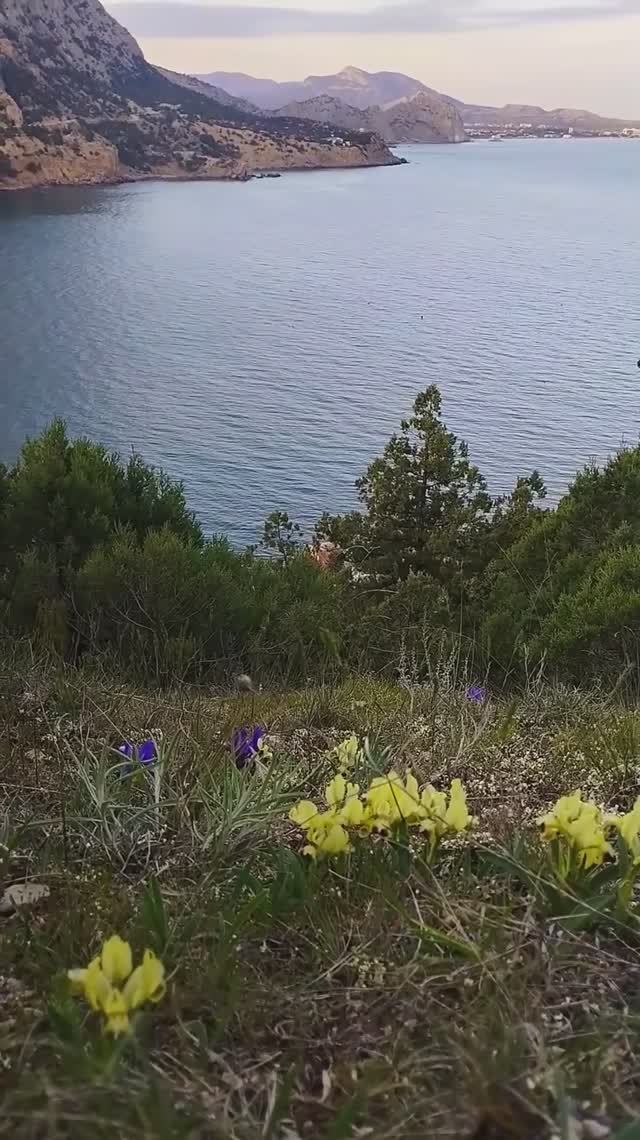 Цветущие ирисы на фоне моря возле гор. Апрель. Крым.