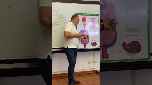 Водно-солевой баланс организма. Александр Кашлик производитель НАДДО.