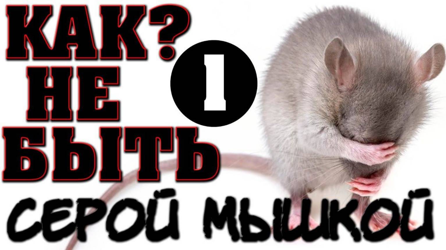 КАК НЕ БЫТЬ СЕРОЙ МЫШКОЙ? Часть 1