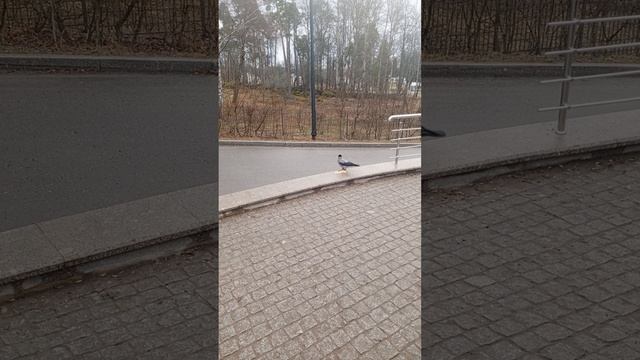 Завтрак в парке Монрепо.