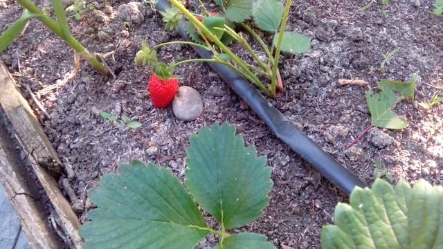 Клубника о поливах!!!