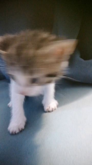 Скажи мяу спасибо